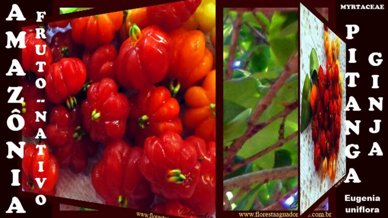 Descubra os Benefícios da Ginja Fruta Verde | Actualizado mayo 2026