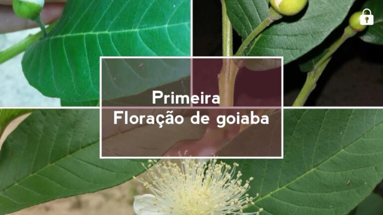 Beleza e Benefícios das Flores da Goiabeira | Actualizado octubre 2025