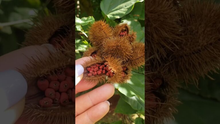 Benefícios e Cultivo da Planta do Colorau | Actualizado diciembre 2025