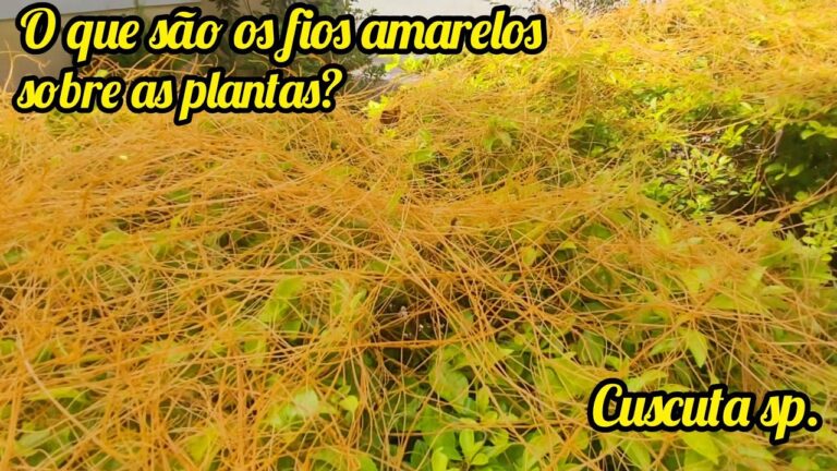 Cipó Chumbo: Benefícios e Usos na Medicina Tradicional | Actualizado ...