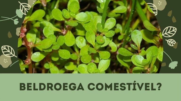 Tipos de Beldroega: Variedades e Benefícios | Actualizado octubre 2025
