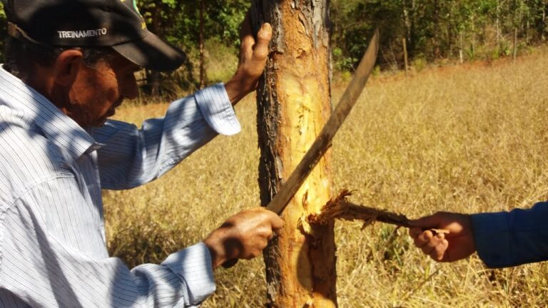 Didal: Benefícios e Usos da Planta Medicinal | Actualizado octubre 2025