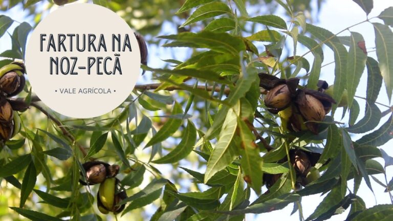 Cultivo e Benefícios da Árvore de Nozes Pecan | Actualizado abril 2026