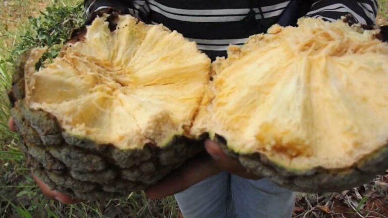 Araticum: Descubra seu Nome Científico e Benefícios | Actualizado ...