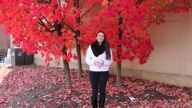 A Árvore Maple no Brasil: Cultivo e Benefícios | Actualizado diciembre 2025