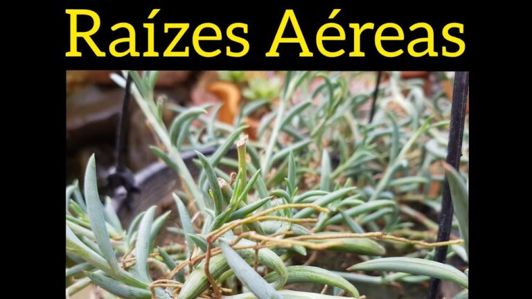 Plantas com Raízes Aéreas: Beleza e Funcionalidade | Actualizado ...