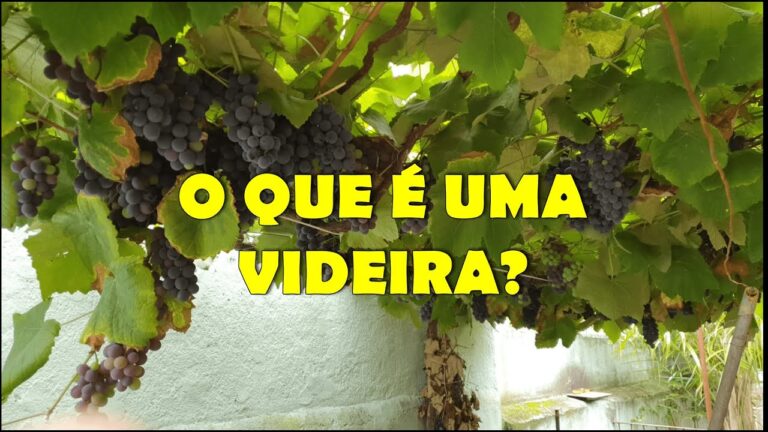 O Que a Videira Produz: Entenda Seus Frutos e Benefícios | Actualizado ...