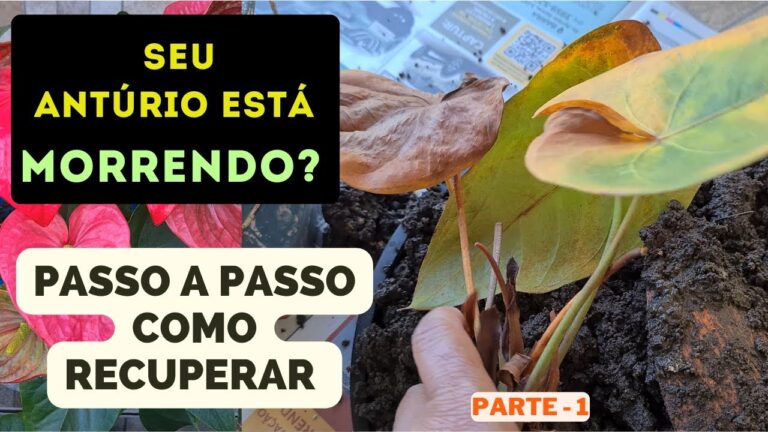 Como Reviver Seu Antúrio Morrendo | Actualizado diciembre 2025