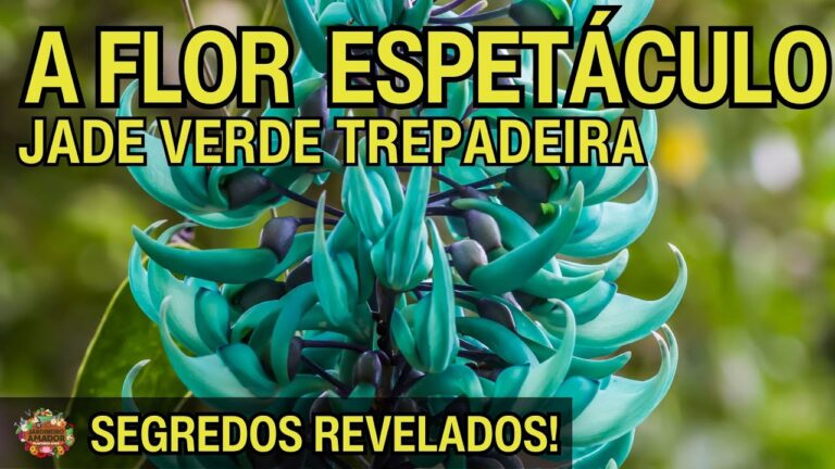 Belezas das Cores das Flores de Jade | Actualizado febrero 2026