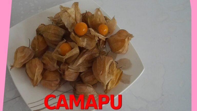 Descubra os Benefícios e Usos do Camapú Fruta | Actualizado diciembre 2025