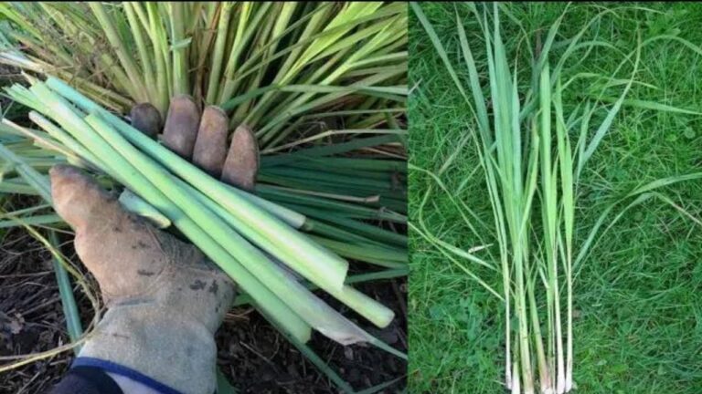 Capim Santo e Capim Limão: Diferenças e Semelhanças | Actualizado ...