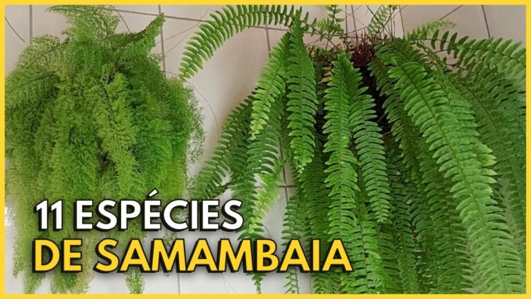 Tipos de Samambaia do Mato: Guia Completo e Características ...