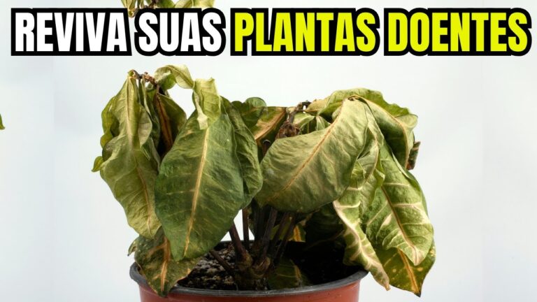 Como Reviver uma Planta Morrendo: Dicas Práticas | Actualizado ...