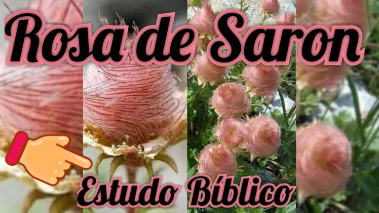 A Beleza da Rosa de Saron: A Flor do Deserto | Actualizado diciembre 2025