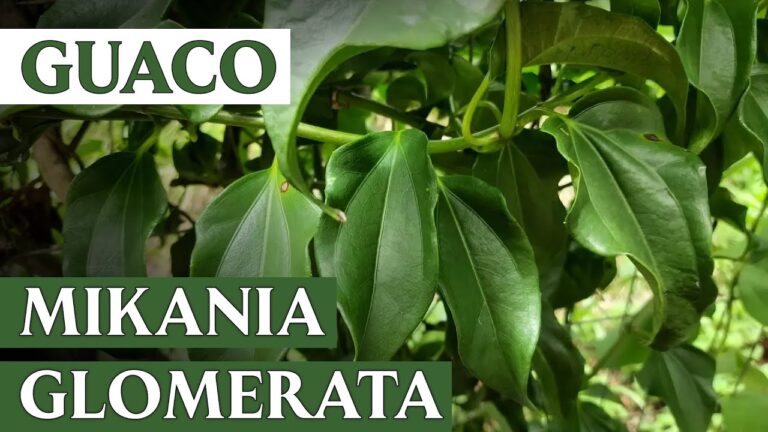 Os Diversos Tipos de Guaco e Seus Benefícios | Actualizado diciembre 2025