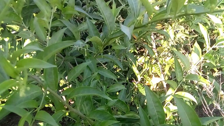 Planta Quarana: Benefícios e Usos Medicinais | Actualizado diciembre 2025