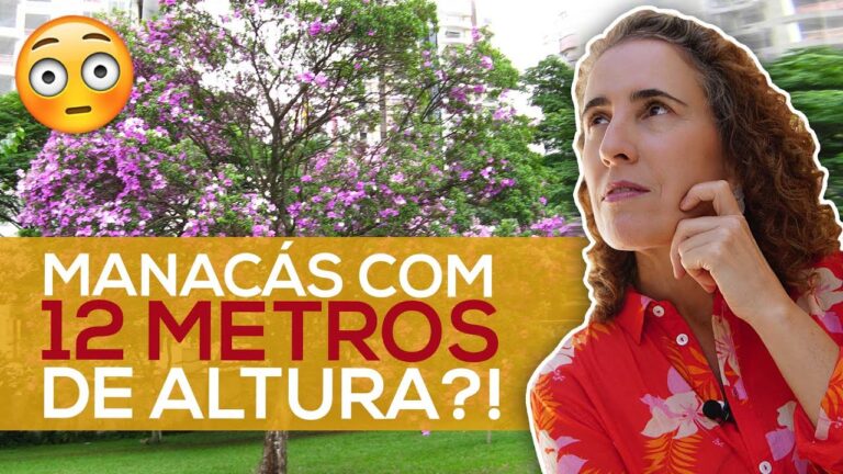 Tipos de Manaca: Descubra Variedades e Benefícios | Actualizado ...