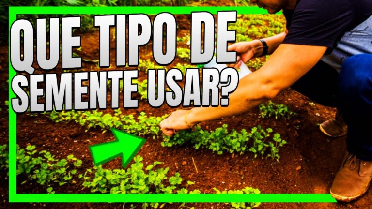 Cementes para Horta: Dicas para um Cultivo Sustentável | Actualizado ...