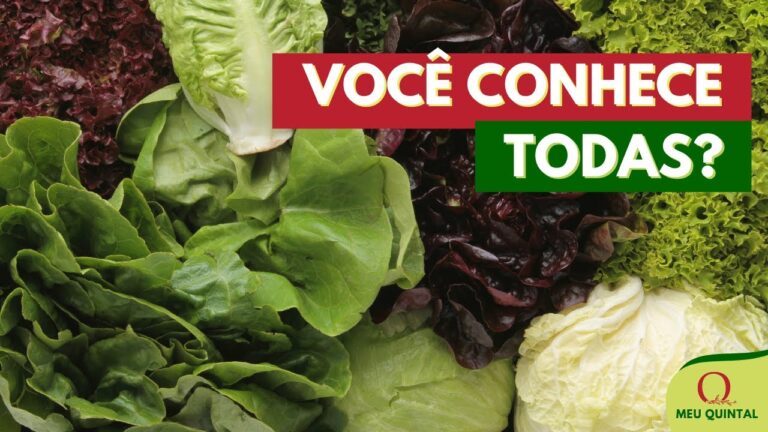 Tipos de Alface: Variedades e Características | Actualizado mayo 2026