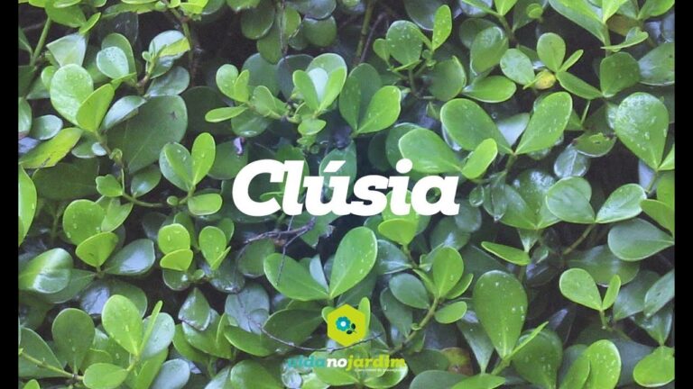 Planta Cruzia: Benefícios e Usos Sustentáveis | Actualizado diciembre 2025