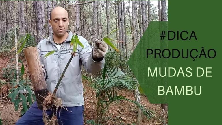 Guia Prático: Como Fazer Muda de Bambú | Actualizado octubre 2025