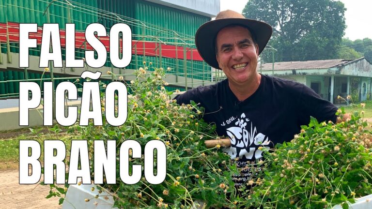 Benefícios da Planta Picao para Saúde e Bem-Estar | Actualizado abril 2026