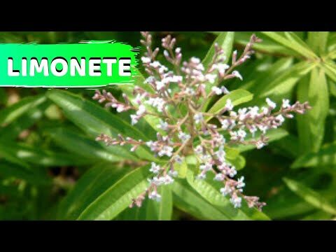 Limonete Benef cios E Usos Da Planta Actualizado Julio 2026 Limonete Benef cios E Usos Da Planta Actualizado Julio 2026