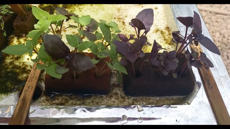 Peregun Roxo: Descubra suas Características e Benefícios | Actualizado ...