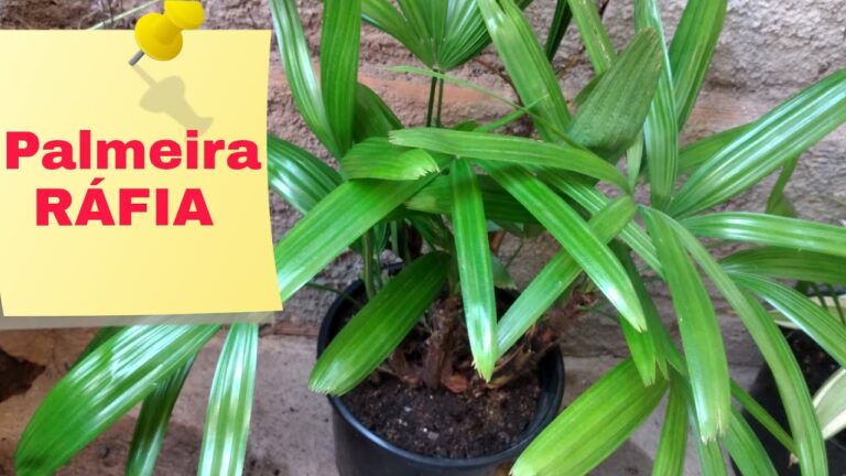 Cuidados com a Palmeira Ráfia: Pode Ficar no Sol? | Actualizado ...