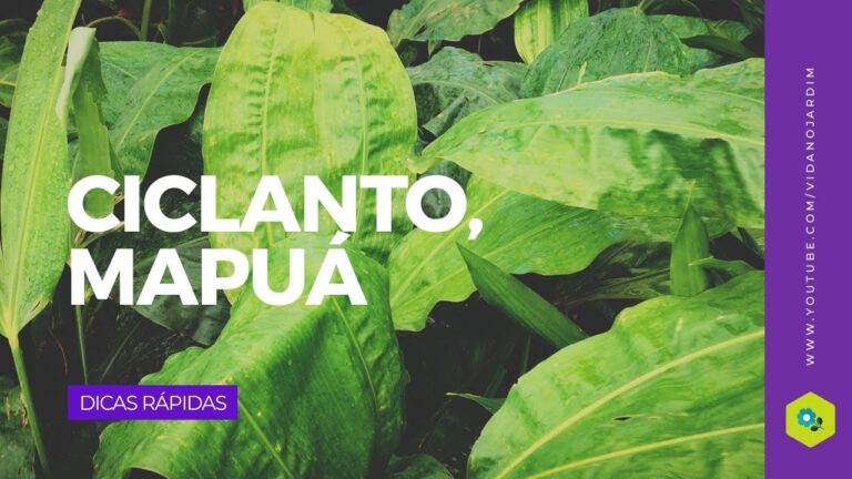Planta Mapua: Guia Completo para Cultivo e Cuidados | Actualizado ...