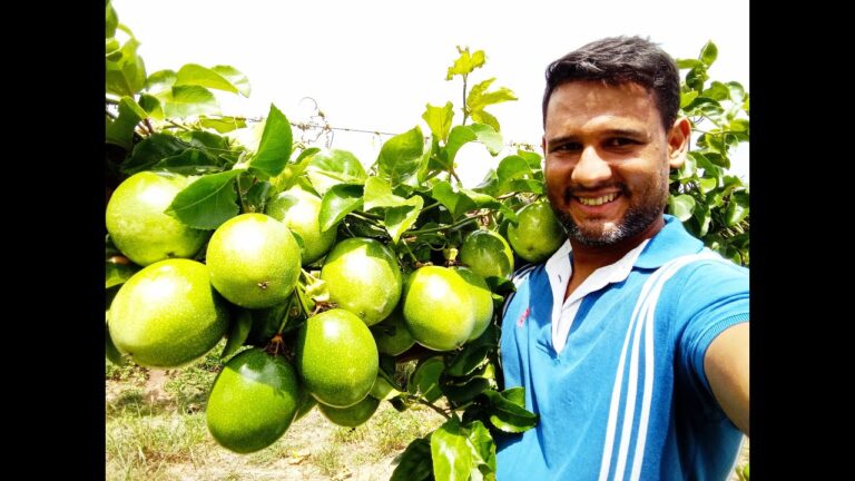 Descubra os Benefícios do Pingo de Ouro: A Fruta do Bem-Estar ...