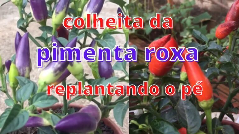 Cultivando Pé de Pimenta Roxa: Dicas e Cuidados Essenciais ...