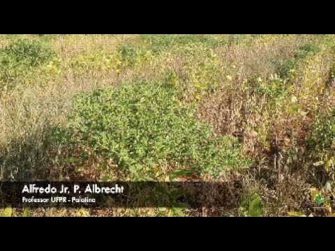 Carrapichinho: Benefícios e Usos na Medicina Tradicional | Actualizado ...