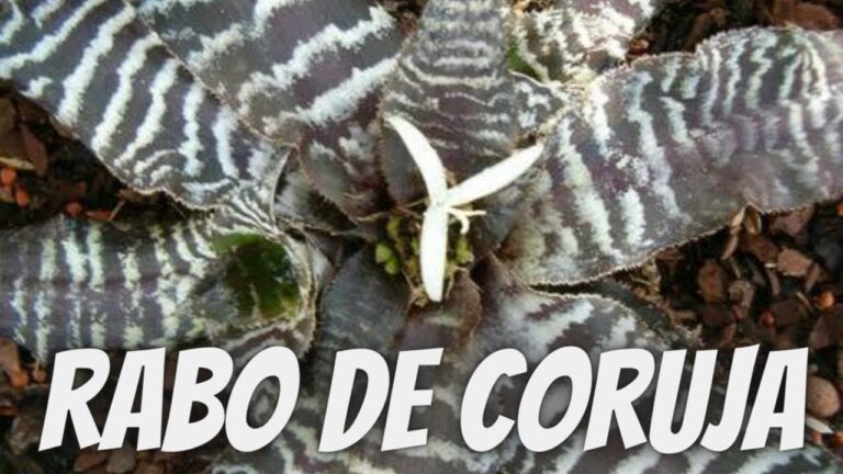 Bromélia Rabo de Coruja: Beleza e Cuidados Essenciais | Actualizado ...